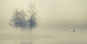 Obraz stromy v mlze