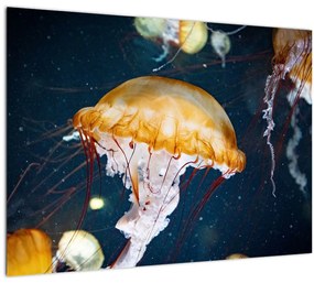 Skleněný obraz medůzy (70x50 cm)