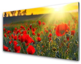 Obraz na skle Louka Máky Rostlina Příroda 125x50 cm