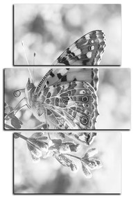 Obraz na plátně - Motýl na levandule - obdélník 7221QC (90x60 cm)