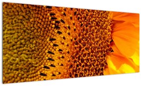 Detail slunečnice - obraz (100x40cm)