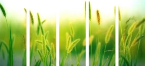 5-dílný obraz stébla trávy v zeleném provedení