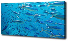 Wallmuralia Foto obraz na plátně Korálové ryby 100x50