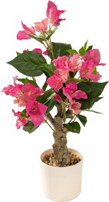 Buganvilie Mini v květináči 55 cm