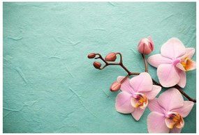 Fototapeta Orchid Pink 104x70