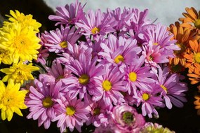 DIMEX | Samolepicí vliesová fototapeta na zeď Kvetoucí jarní květiny MA-5-1295 | 375 x 250 cm | černá, žlutá, růžová