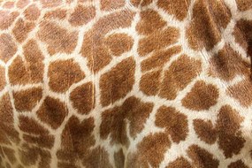 DIMEX | Samolepicí vliesová fototapeta na zeď Kůže žirafy MA-5-2578 | 375 x 250 cm | béžová, hnědá