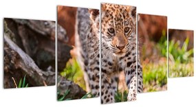Mládě leoparda - obraz do bytu