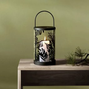Lucerna Conifer