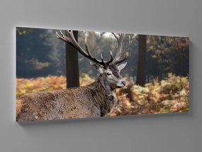 Liox XXL Obraz pohled jelena Rozměr: 250 x 125 cm