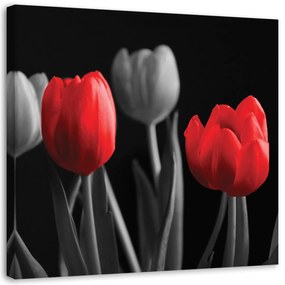 Obraz na plátně Květina Tulipány Červená šedá - 40x40 cm