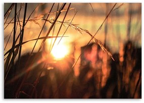 Obraz na plátně Tráva Západ slunce Příroda - 60x40 cm