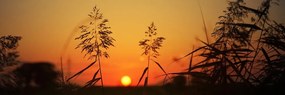 Obraz stébla trávy při západu slunce Varianta: 120x40