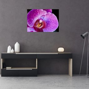 Detailní obraz květu orchideje (70x50 cm)