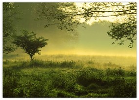 Skleněný obraz - Probouzející se les (70x50 cm)