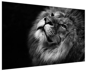 Černobílý obraz lva (120x80 cm)