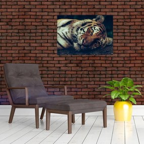 Skleněný obraz - Tygr Sibiřský (70x50 cm)