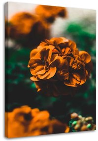 Obraz na plátně Rostlina s pomerančovým květem - 40x60 cm