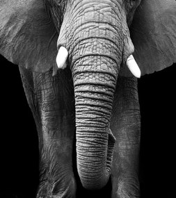3D obraz slon Velikost (šířka x výška): 90x60 cm