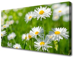 Obraz na plátně Sedmikráska Květ Rostlina 140x70 cm