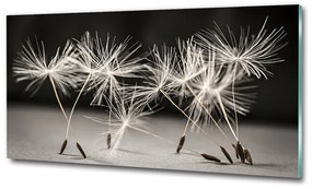 Wallmuralia Foto obraz skleněný horizontální Semeno pampelišky 100x50