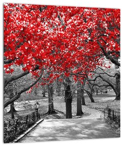 Obraz - Červené stromy, Central Park, New York (30x30 cm)