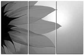 Obraz na plátně - Slunečnice květ 1201QB (105x70 cm)