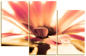 Obraz na plátně - Kapka rosy na lupenech květu 180QC (135x90 cm)