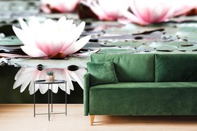 Tapeta překrásný lotosový květ - 150x100 cm
