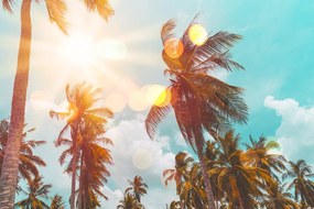 Samolepící tapeta paprsky slunce mezi palmami