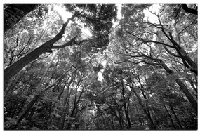 Obraz na plátně - Zelené stromy v lese 1194QA (60x40 cm)