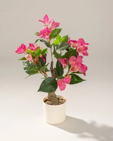 Buganvilie Mini v květináči 55 cm