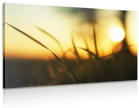 Obraz zapadající slunce v trávě Varianta: 60x40