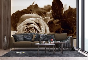 Fototapeta na zed' Sépiová Růže | 360 x 254 cm | DFTS0086