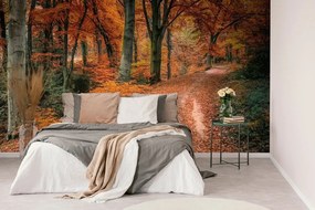 Fototapeta les v podzimním období - 225x150 cm
