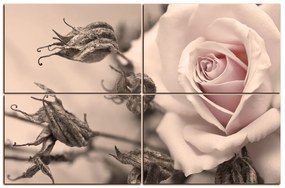 Obraz na plátně - Růže a uschlé rostliny 1225FE (90x60 cm)