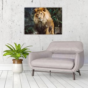 Skleněný obraz lva v přírodě (70x50 cm)
