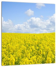 Obraz žlutého pole (30x30 cm)