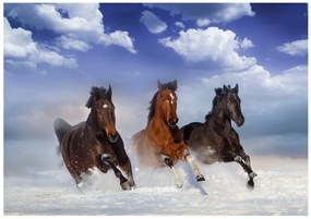 Fototapeta - Koně na sněhu 250x175 + zdarma lepidlo