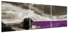 Obraz levandulového pole (150x50 cm)