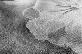 Obraz květ lilie na abstraktním pozadí v černobílém provedení Varianta: 120x80