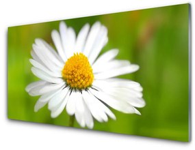 Obraz na skle Sedmikráska Rostlina Příroda 125x50 cm