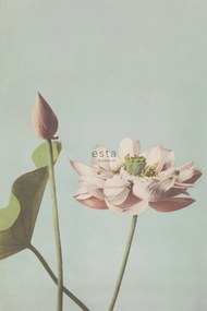 Vliesová obrazová tapeta na zeď, květ leknínu 158890, 186 x 279 cm, Blush, Esta Home