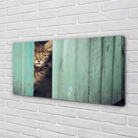 Obrazy na plátně Zaglądający cat 125x50 cm