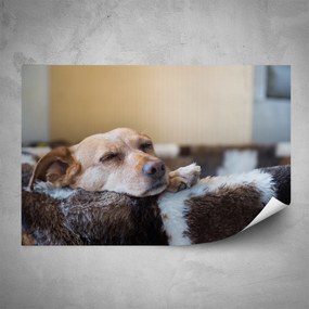 Plakát - Spící pes (60x40 cm) - PopyDesign