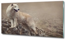Wallmuralia Foto obraz sklo tvrzené Bílý vlk na skále 100x50
