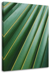Obraz na plátně Palmové listy Zelená rostlina - 40x60 cm