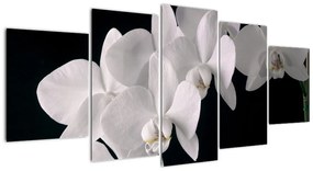 Obraz - bílé orchideje
