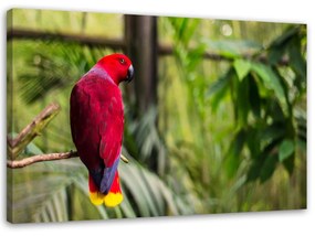 Gario Obraz na plátně Papoušek z ráje Rozměry: 60 x 40 cm
