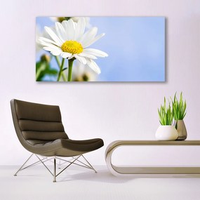 Plexisklo-obraz Sedmikráska Rostlina Příroda 120x60 cm